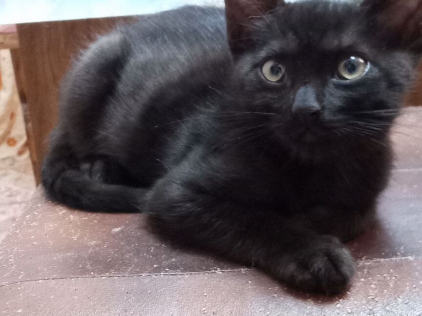 Черный котик ищет новый дом