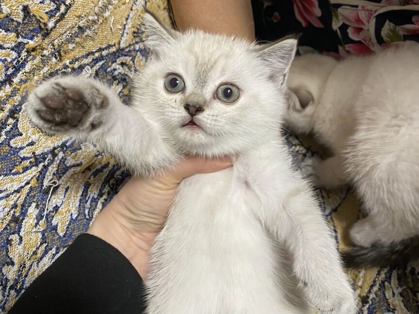 Шатланские котята