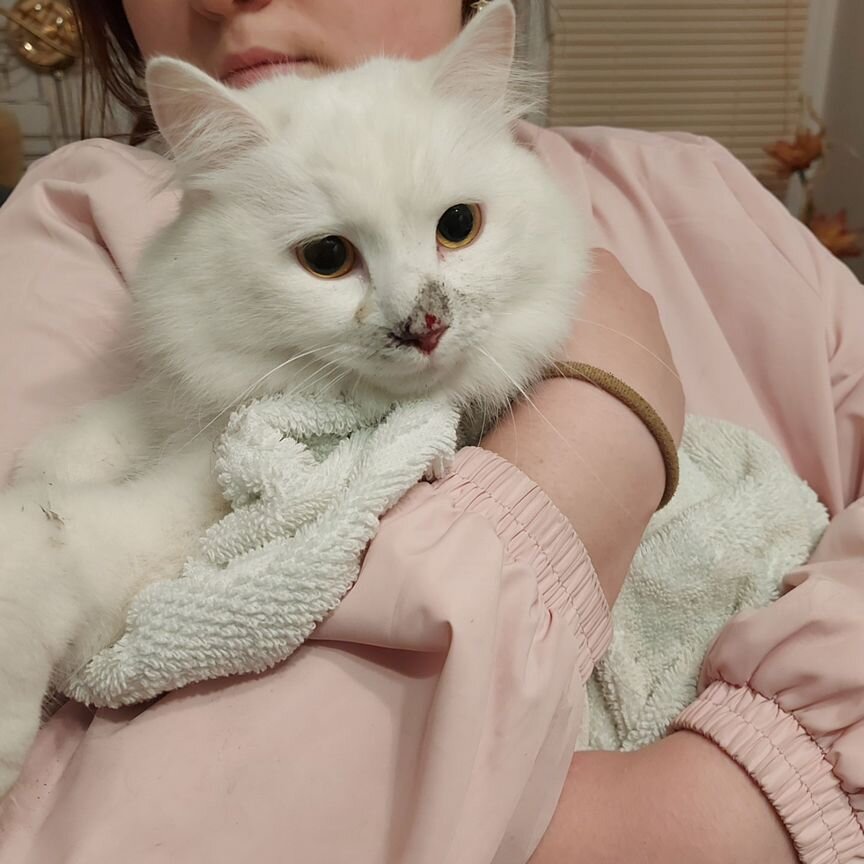 Хозяин найдись