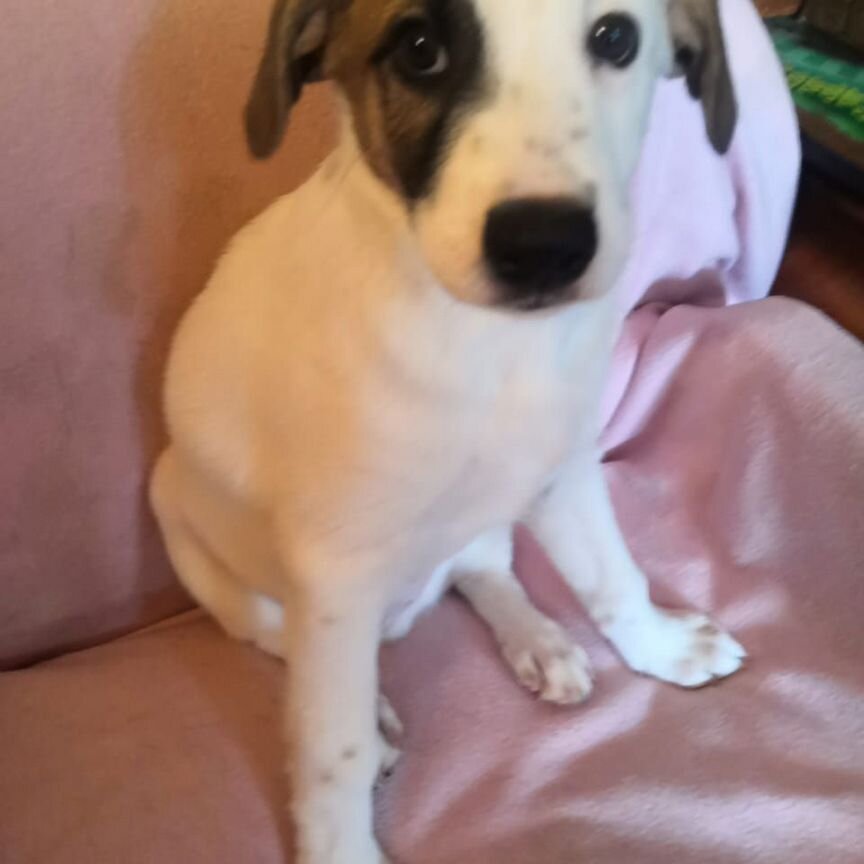 Щенок Бим 3 месяца с доставкой