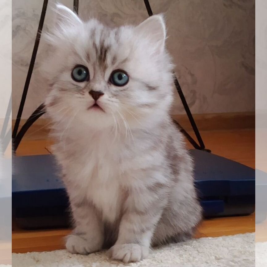 Персидские котята классические