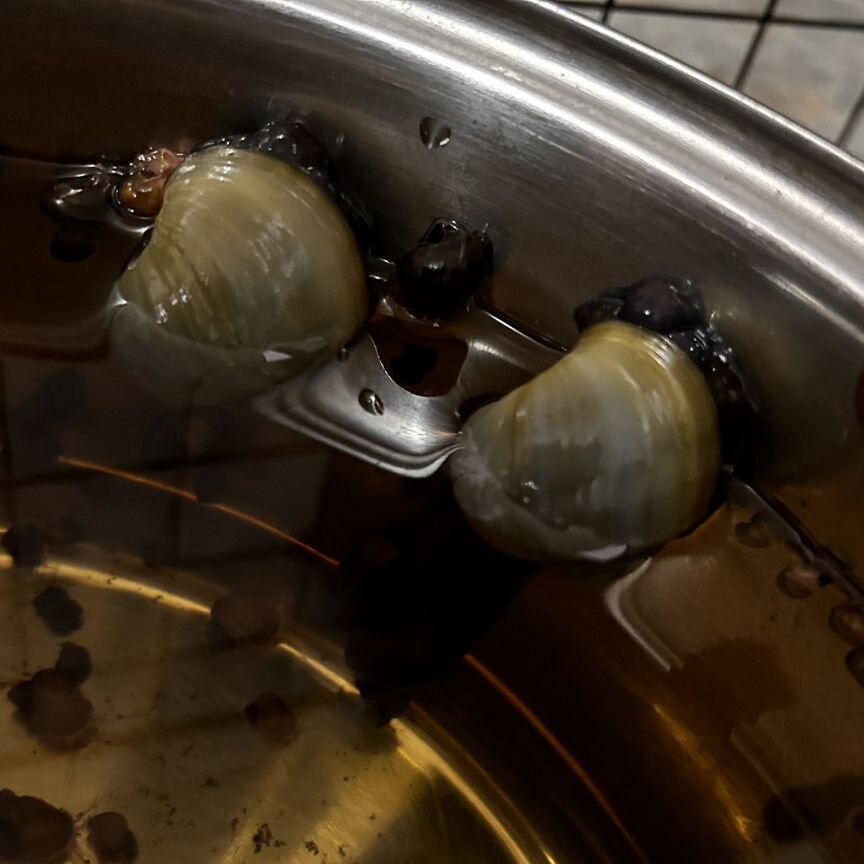 Улитки в аквариум