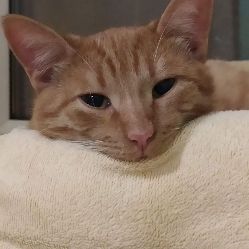 Рыжий котик в добрые руки