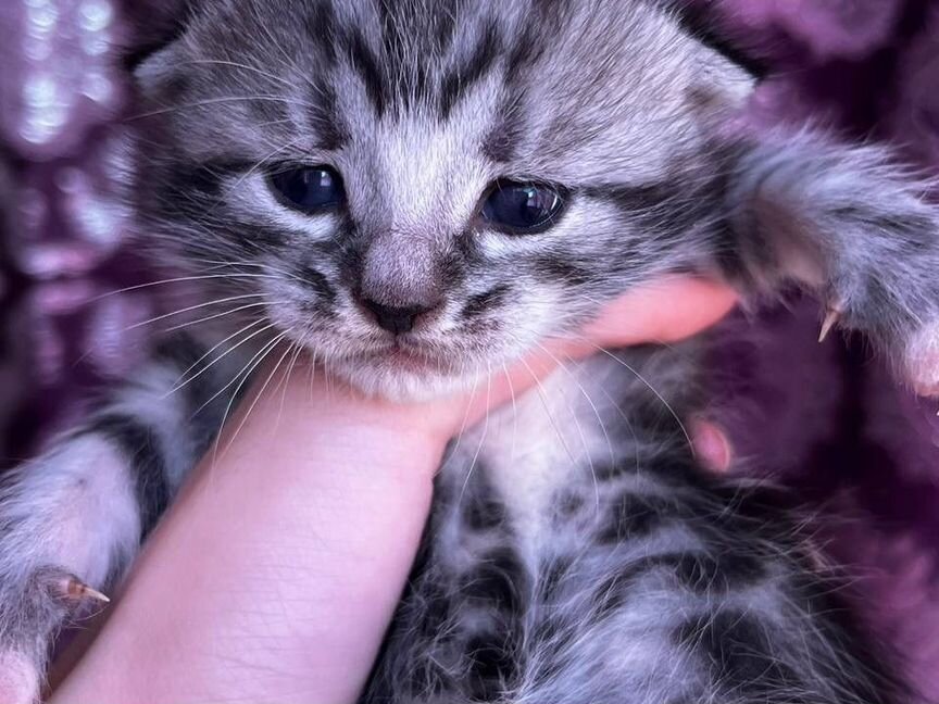 Котята в добрые руки мальчики