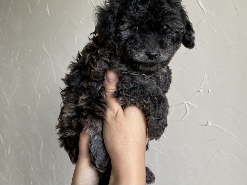 Той-пудель малышка