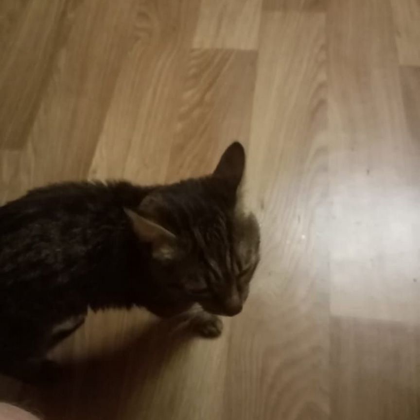 Кот найденыш