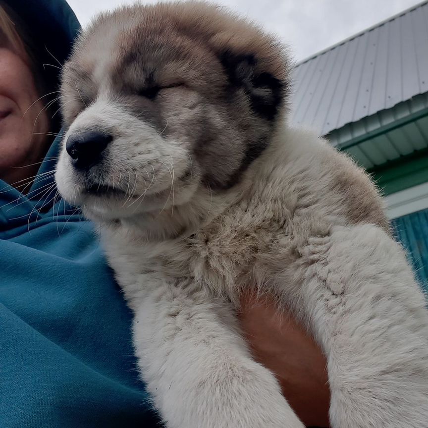 Продам щенка азиата