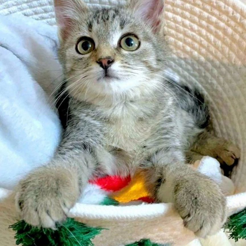 Котенок Чарли