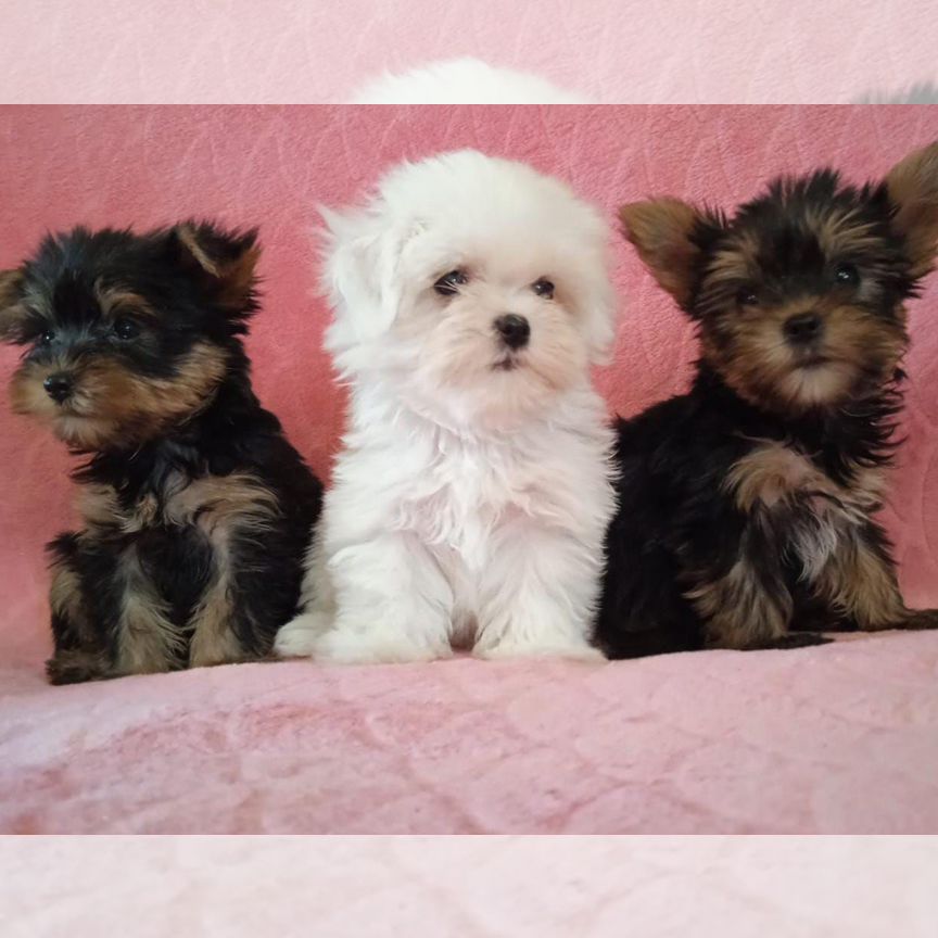 Мальтезе и йоркширский терьер