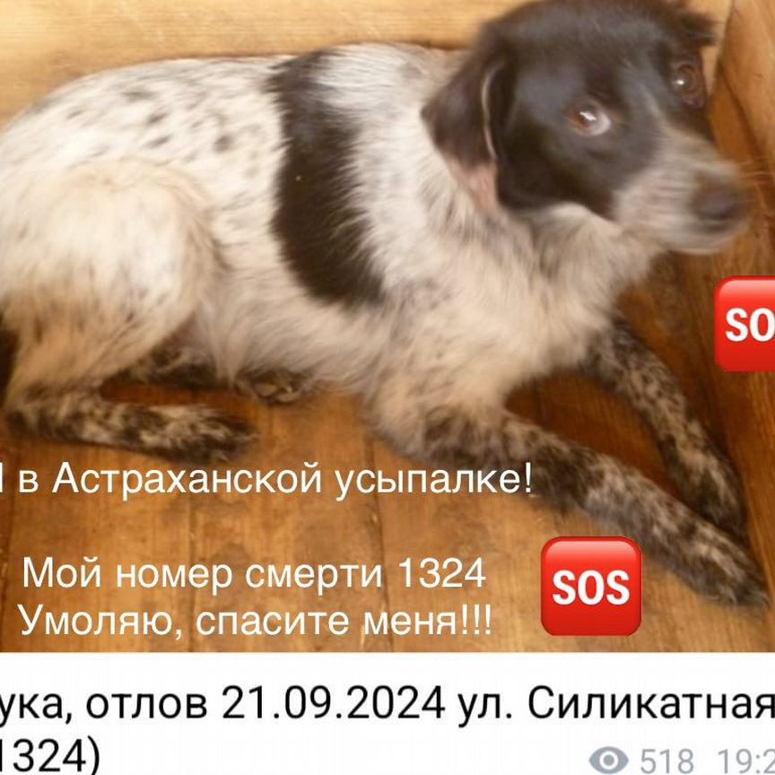 Собака в усыпалке