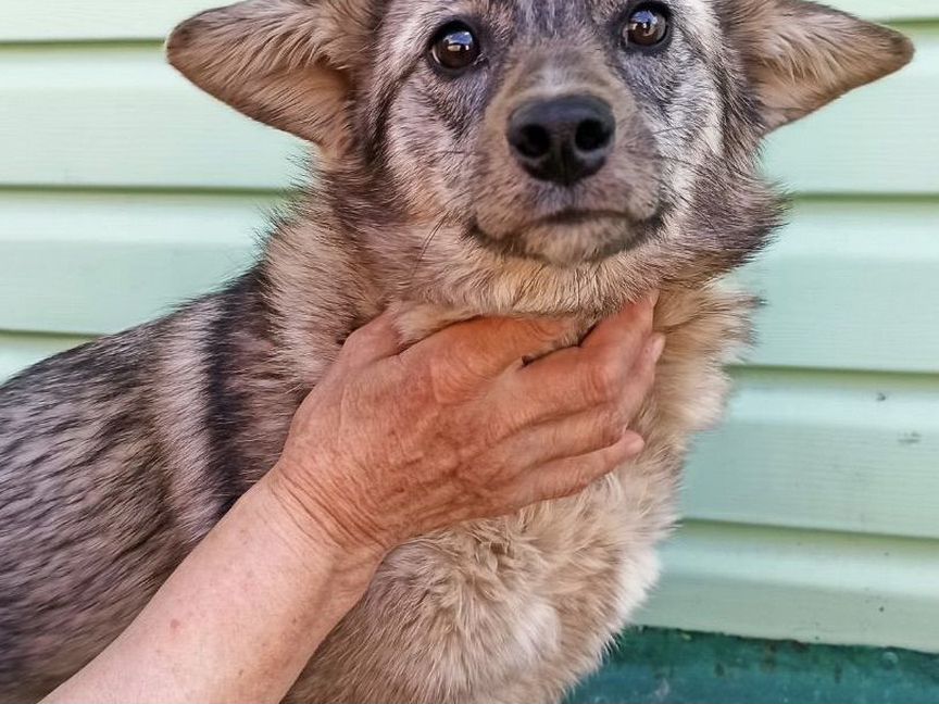 Собака в добрые руки отдам бесплатно
