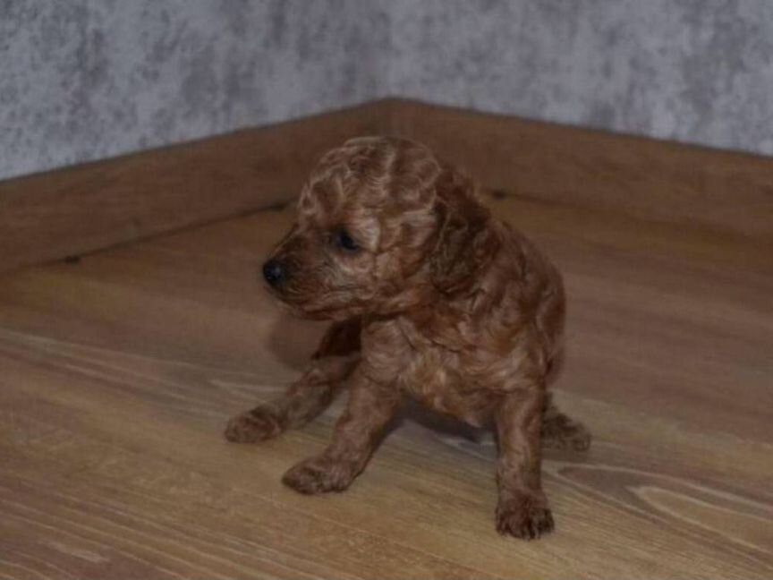 Щенки мини той пуделя