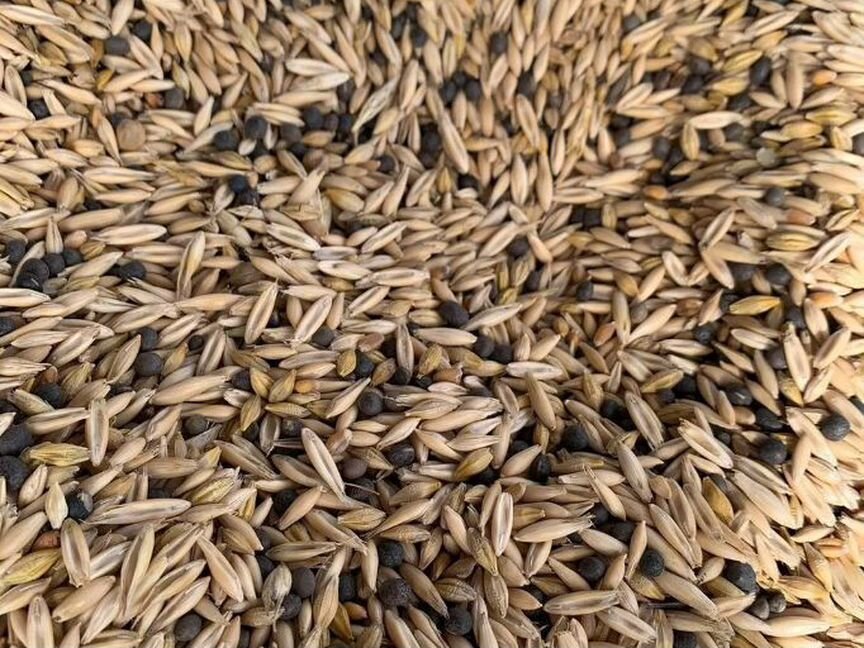 Фуражный ячмень, Сахарная свёкла корма