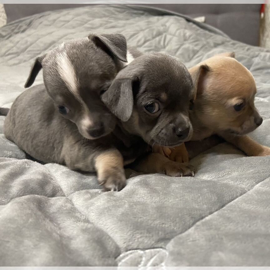 Щенки чихуахуа