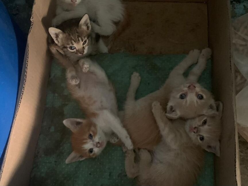 Замечательные котята в добрые руки