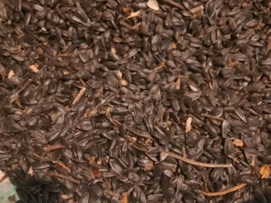 Семечки подсолнечника для птиц