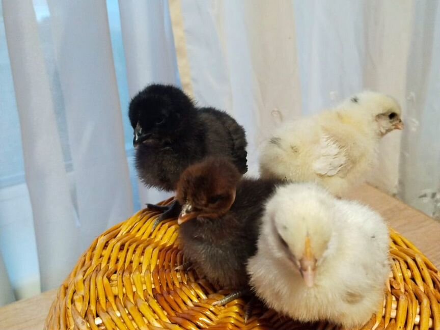 Продам цыплят