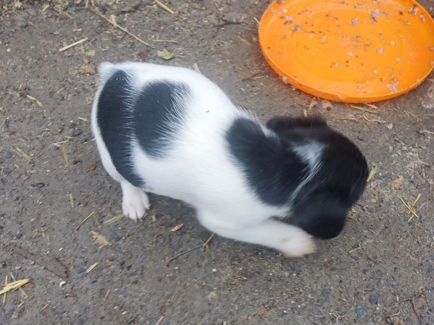 Щенки фокстерьера