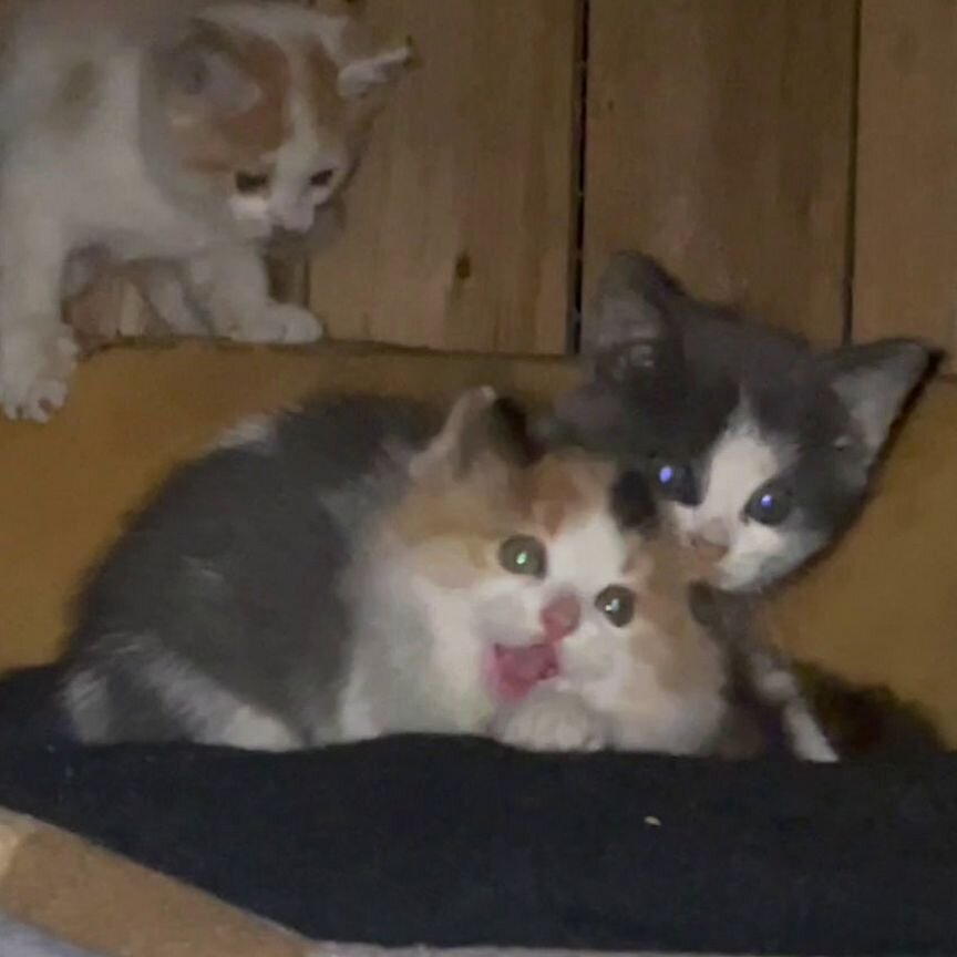 Котята в добрые руки бесплатно маленькие