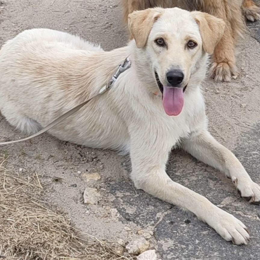 Девочка в поиске дома