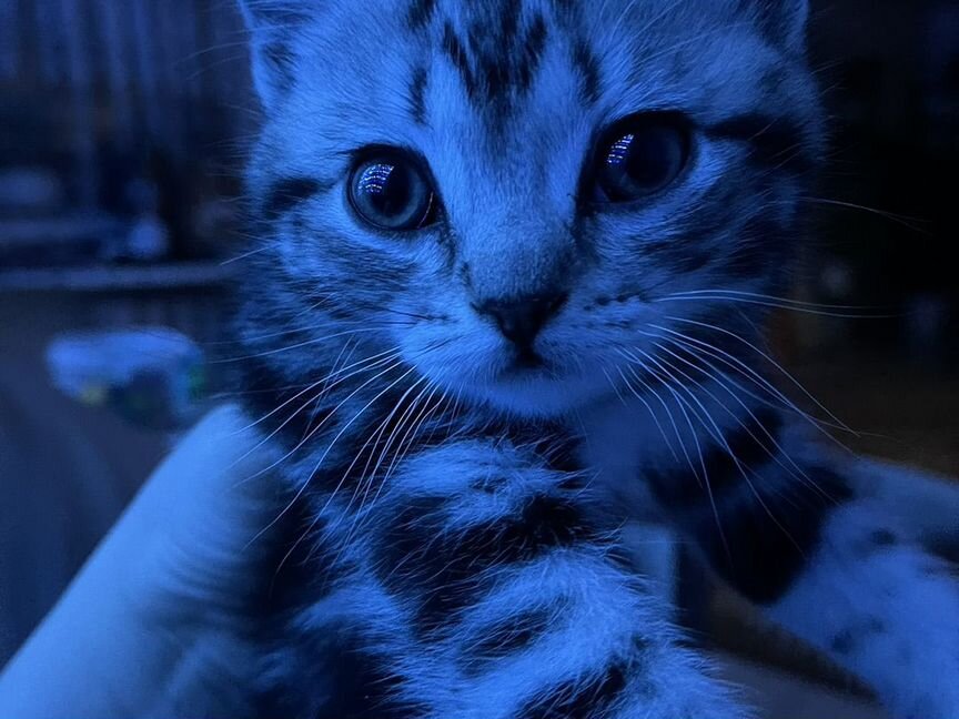 Котята британские