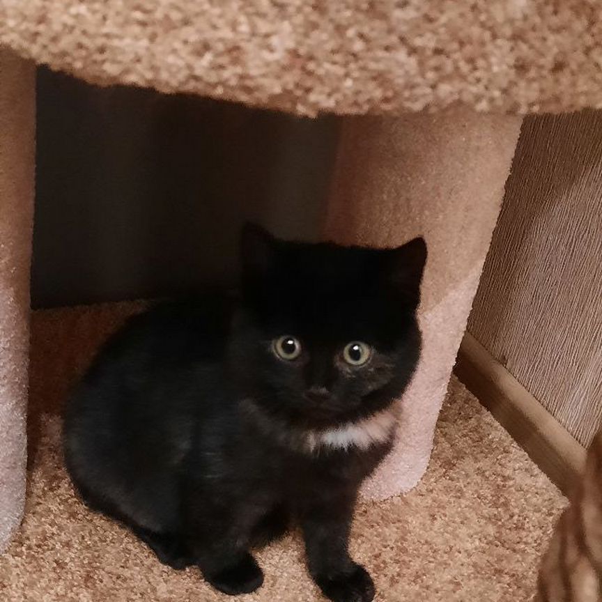Котята