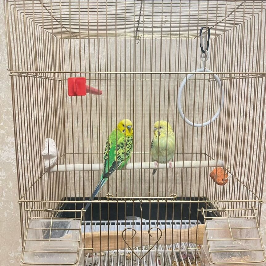 Волнистый попугай