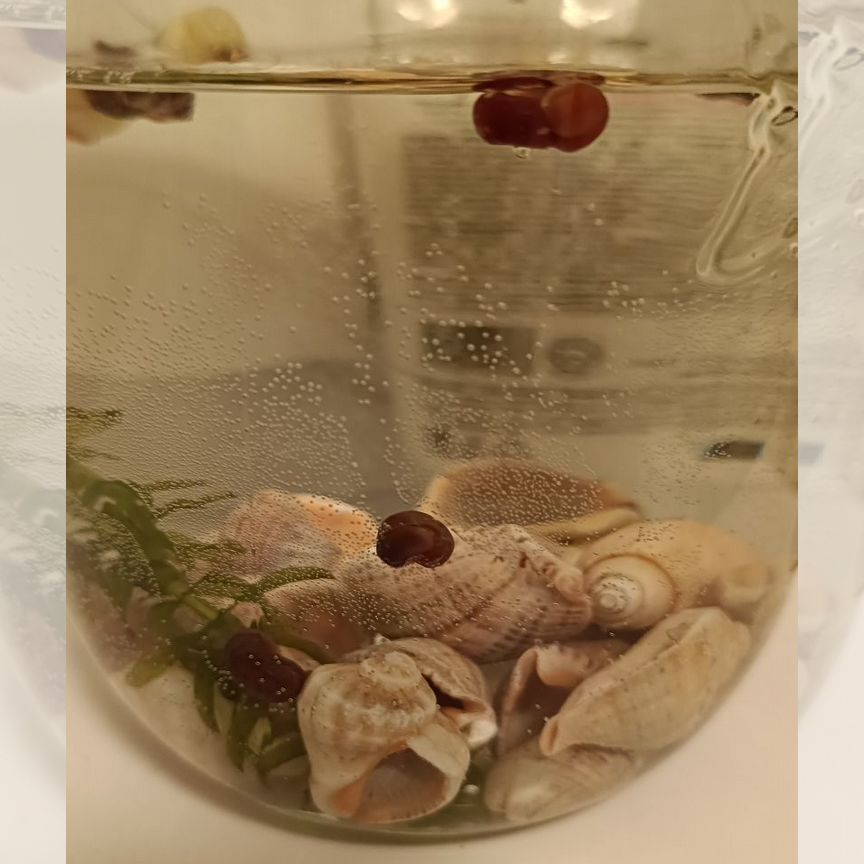 Улитки катушки