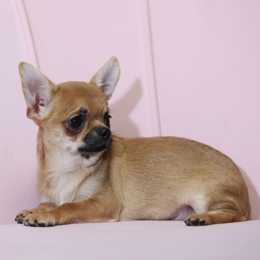 Чихуахуа, щенок