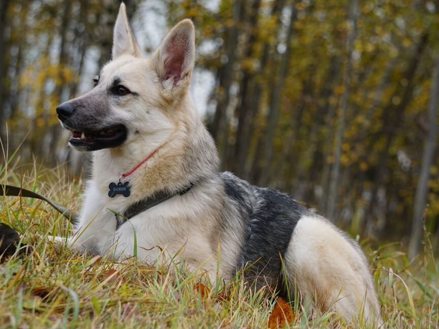 Щенок грустит в приюте
