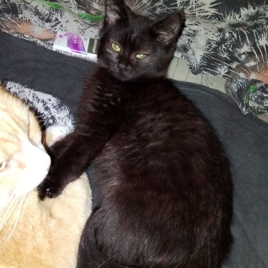 Осталась одна девочка