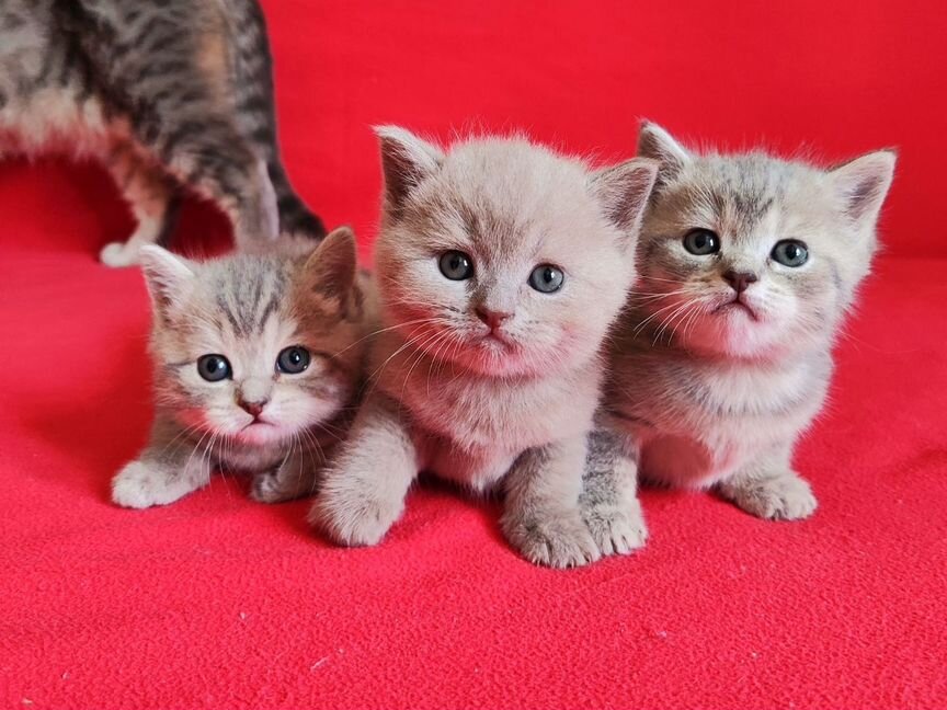 Шотландские котята