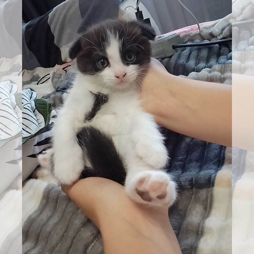 Вислоухий котенок