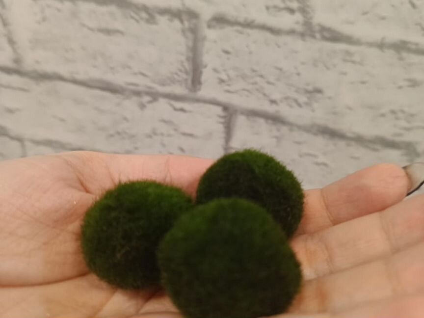 Аквариумное растение