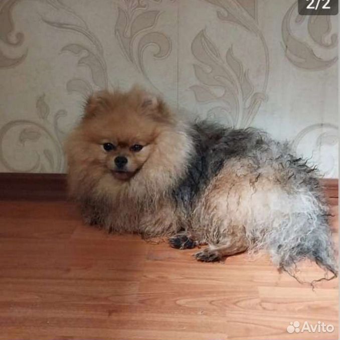 Найдена собака шпиц на Жилплощадке