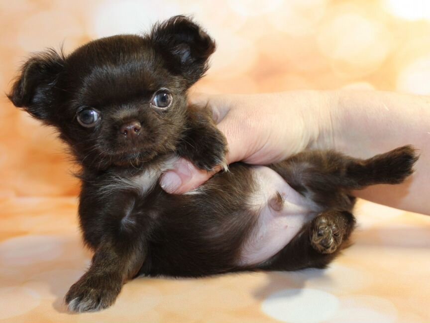 Замечательные щенки чихуахуа