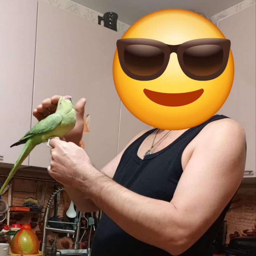 Ожереловый попугай