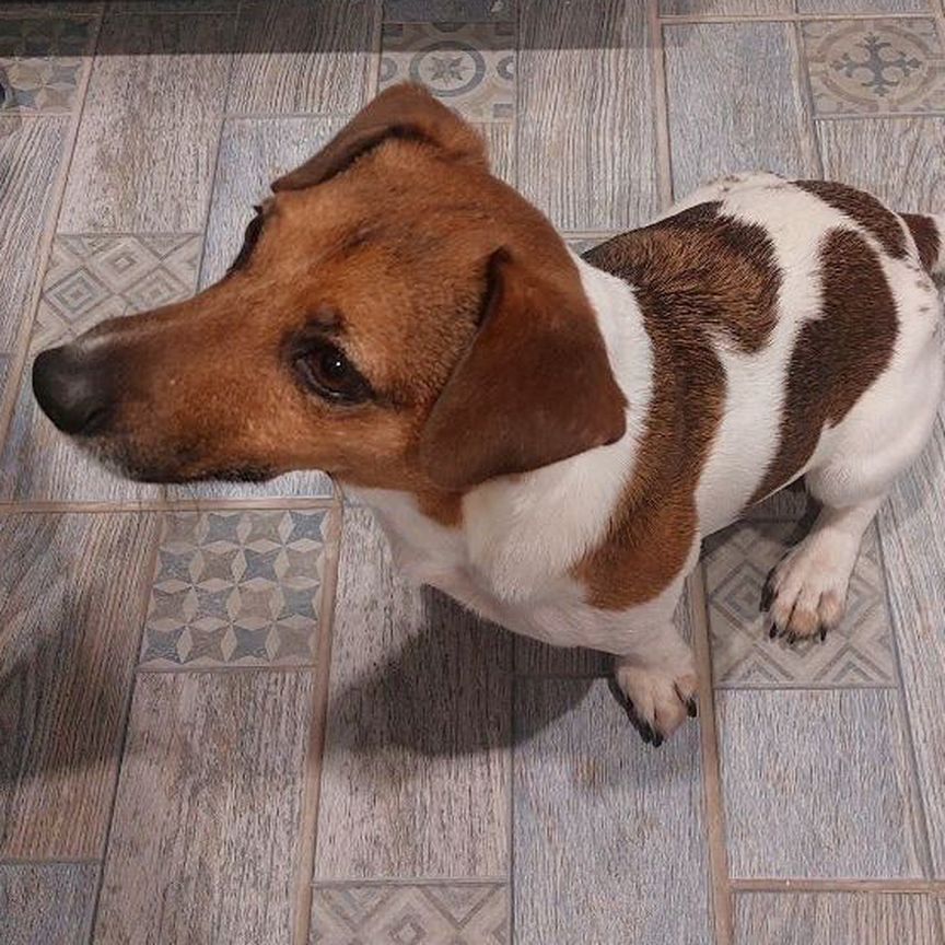 Джек-рассел-терьер, взрослый пёс