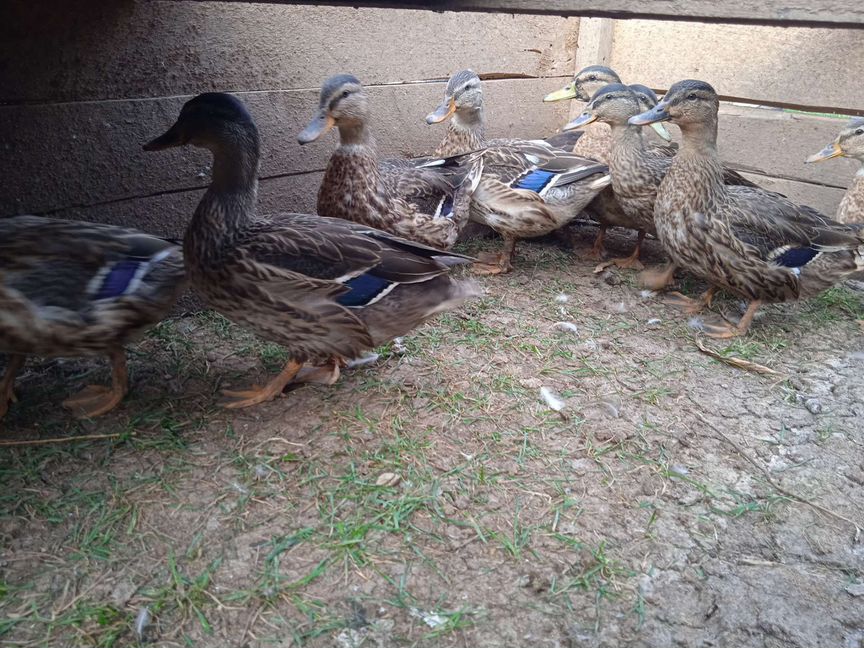 Утки подсадные для охоты