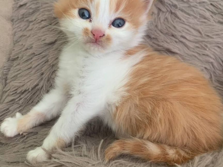 Котята смесь мейнкуна и вислоухой