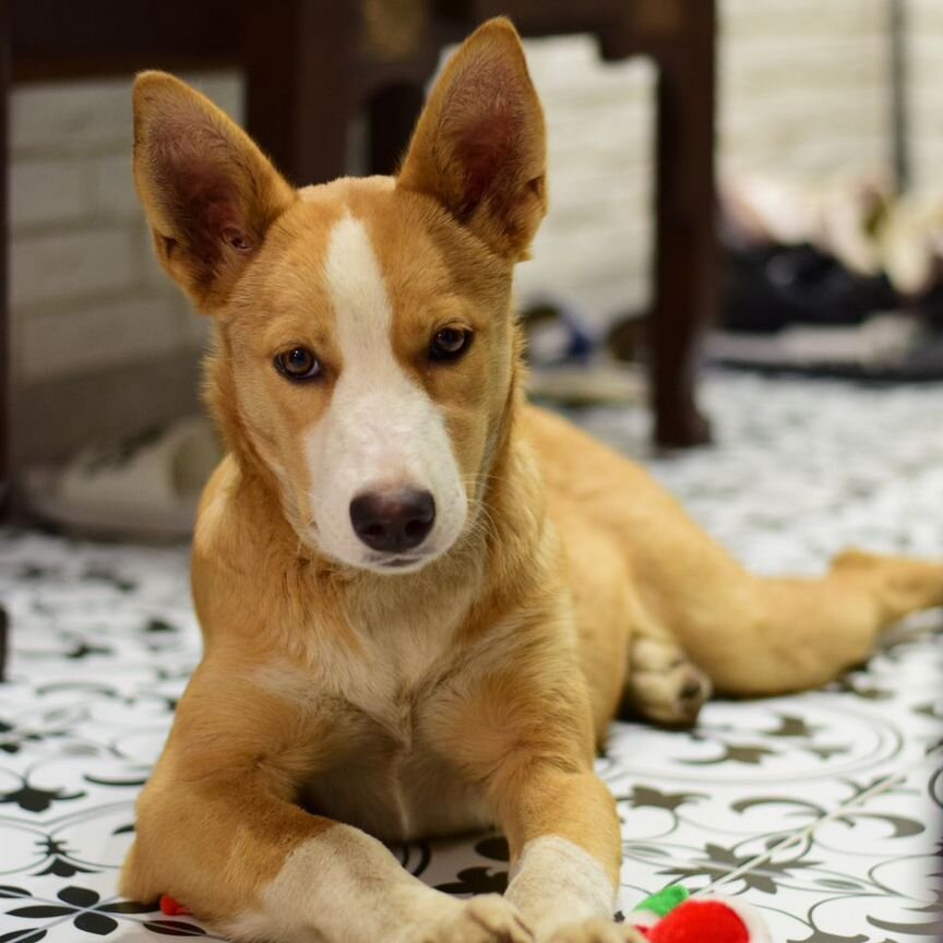 Щенок 5 месяцев