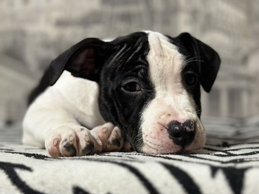 Щенки ам стаффа