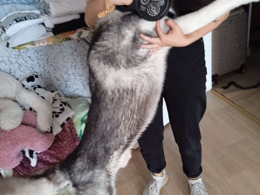 Собака в добрые руки хаски молодой