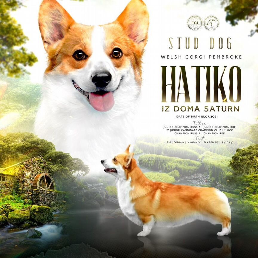 Красивые и породные щенки корги с док-ми РКФ