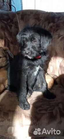 Ризеншнауцер помесь