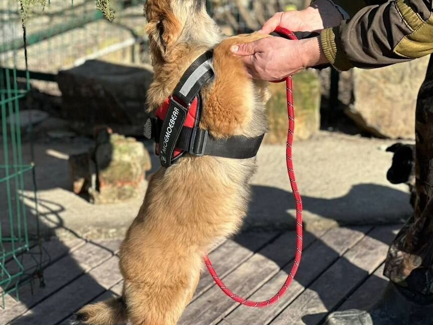 Щенок девочка ищет дом