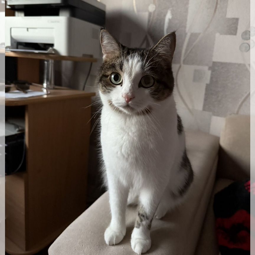 Отдам кота в хорошие руки