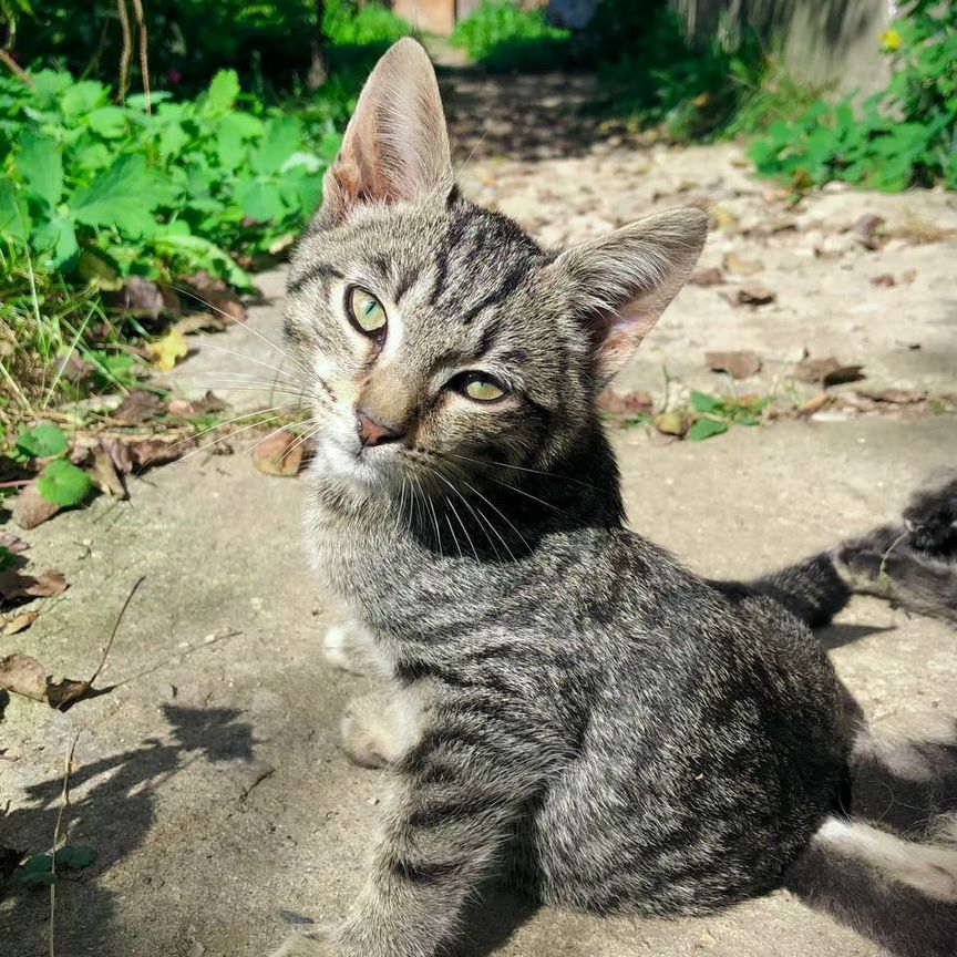 Котёнок