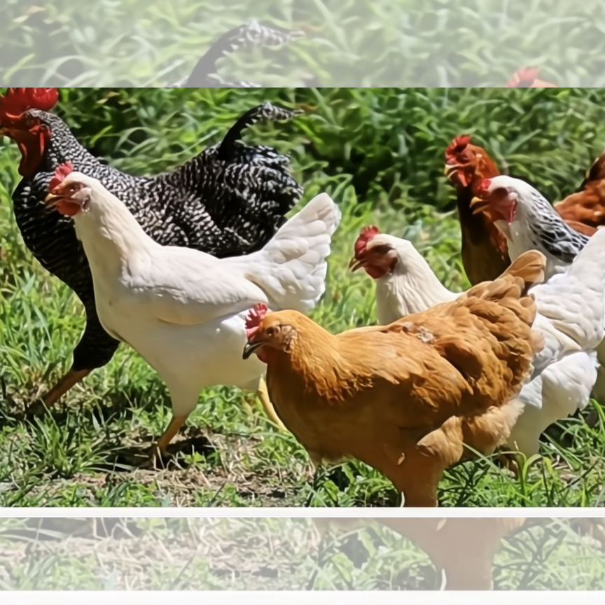 Куры несушки