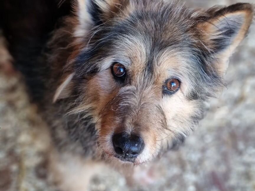 Собаке Елке очень нужен дом